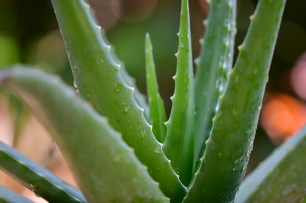 Demodex mites rosacea natural treatment - Journey To Glow